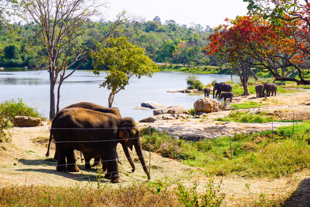 Bannerghatta Biological Park-Bangalore,Inida