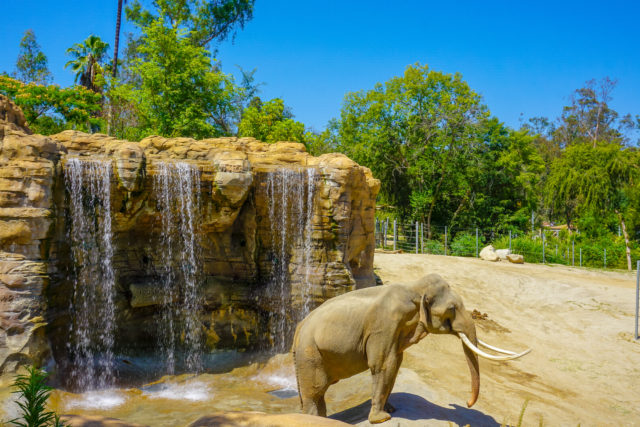 Guide to the Los Angeles Zoo and Botanical Gardens – EazyNazy